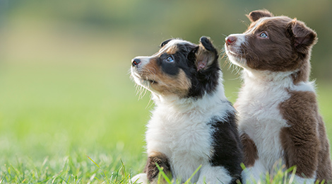 Hundewelpen | PEDIGREE®